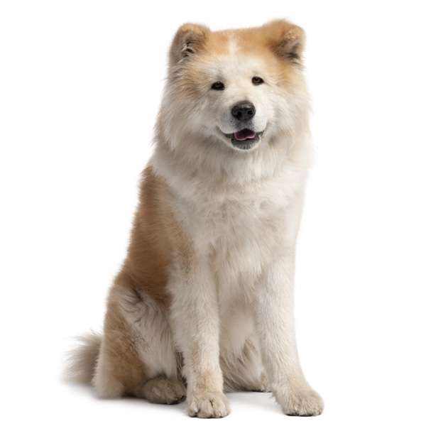 Akita razza cane - Grande Cane Giapponese - Scheda tecnica