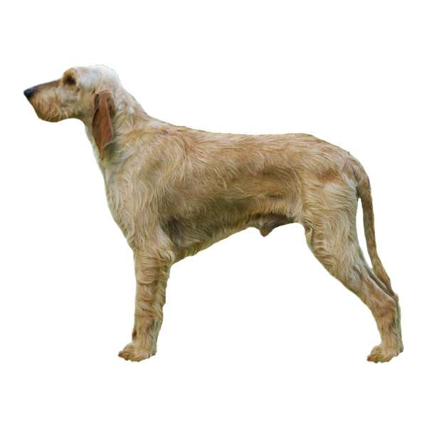 Segugio Italiano a pelo forte - Scheda razza su cani.it