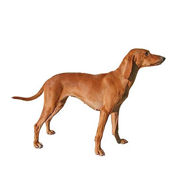 Segugio dell'Appennino - Scheda razza su cani.it