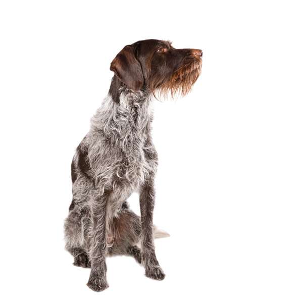 Cane da ferma tedesco a pelo duro - Scheda razza su cani.it