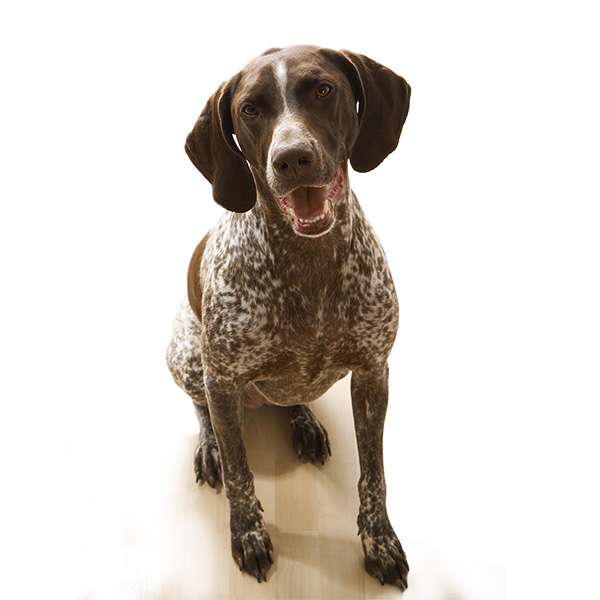 Cane da ferma tedesco a pelo corto - Scheda razza su cani.it
