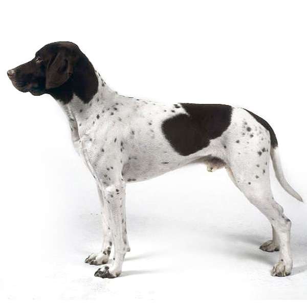 Gammel dansk honsenhund - Scheda razza su cani.it