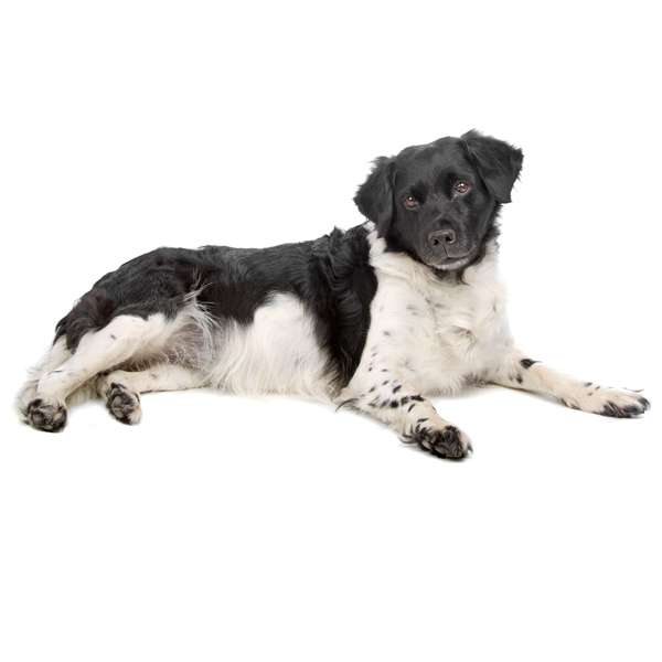 Scheda Razza Stabyhound - cane da ferma - cani.it