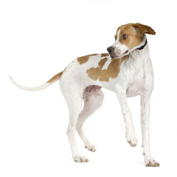 Pointer inglese - Scheda razza su cani.it