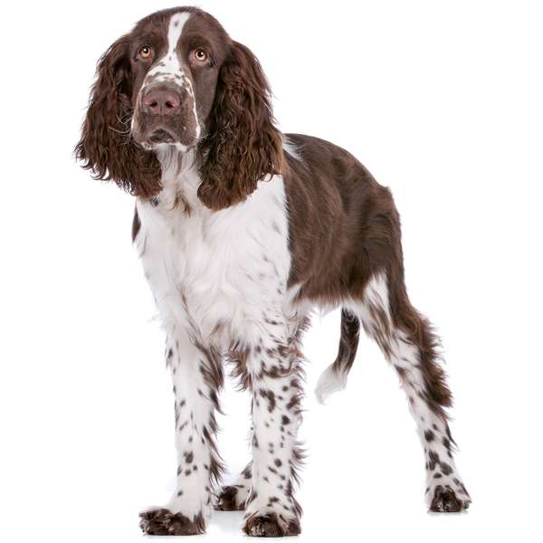 24 Allevamenti Springer spaniel inglese Allevatori certificati Springer ...