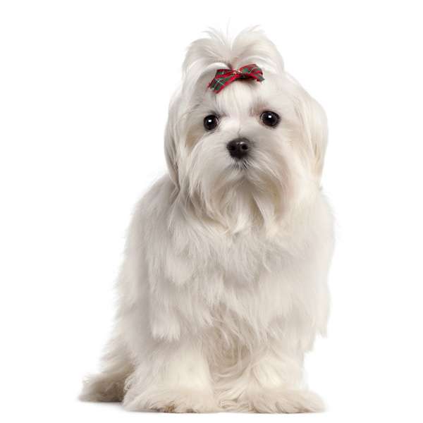 Maltese, scheda razza cane, cani.it