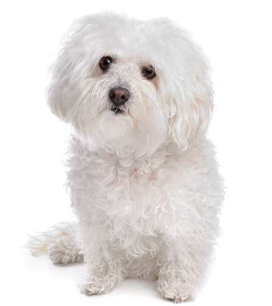 cane Bolognese - Scheda razza su cani.it