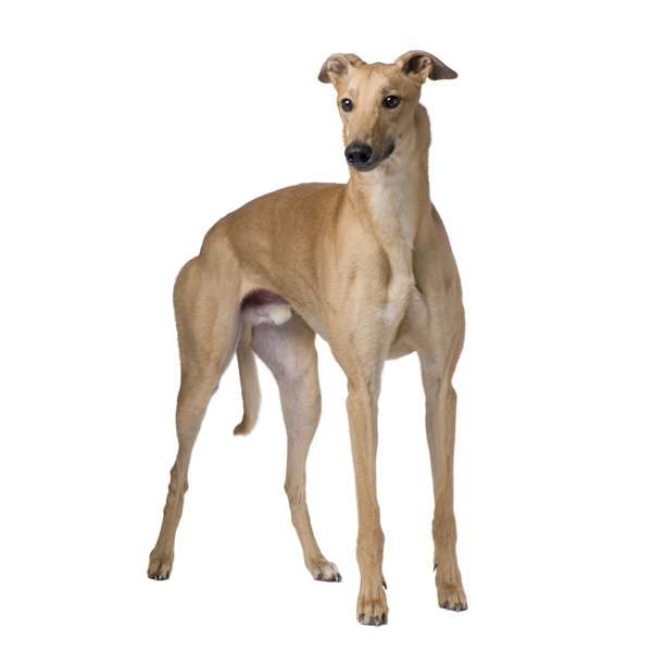 Il Levriero Polacco conosciuto come Chart Polski