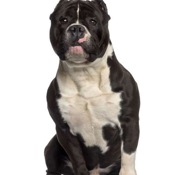 American Bully descrizione e scheda razza di cani.it
