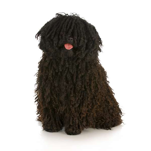 Razza Puli - cane dal pelo a corda - Carattere Puli