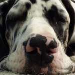 Cane Alano - scheda razza cane in dettaglio su cani.it