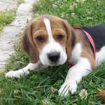 Cane Beagle - Scheda razza su cani.it