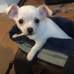 Chihuahua razza canina più piccola al mondo - Cani.it