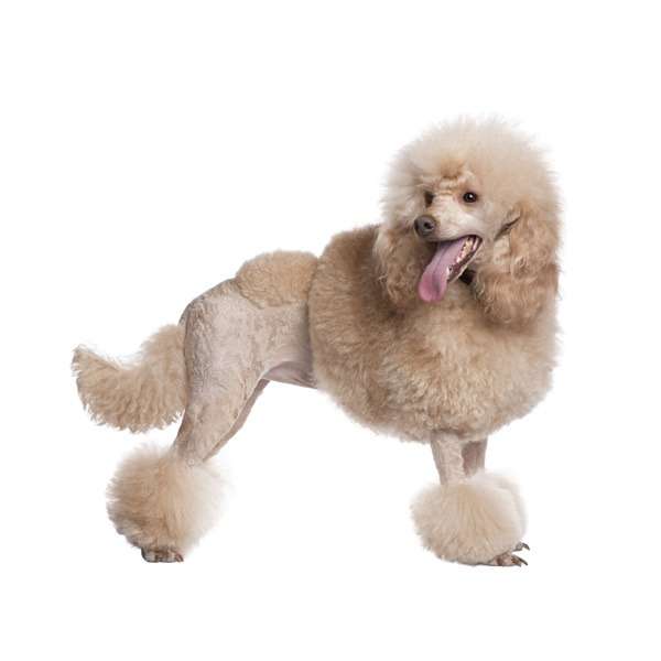 Gruppo Barboni - Barboncini