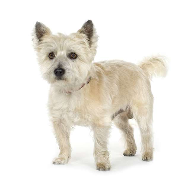 Gruppo Cairn terrier