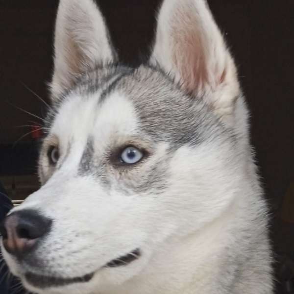 Freya di Arcana Lux, Siberian husky su Cani.it