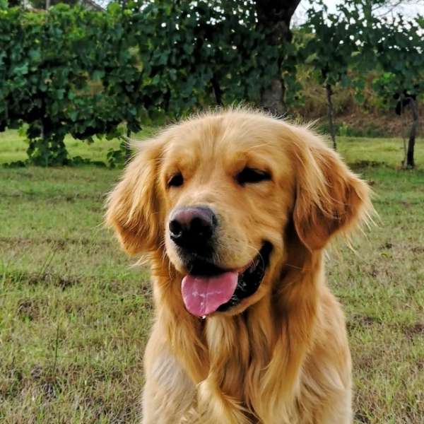 Spencer di amedeo lanzarini, Golden retriever su Cani.it
